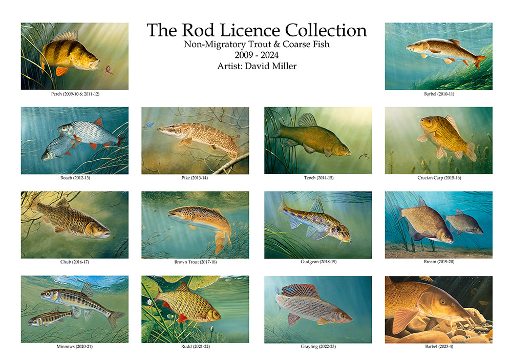 The Rod Licence Collection - Coarse Fish | David Miller Art – David ...