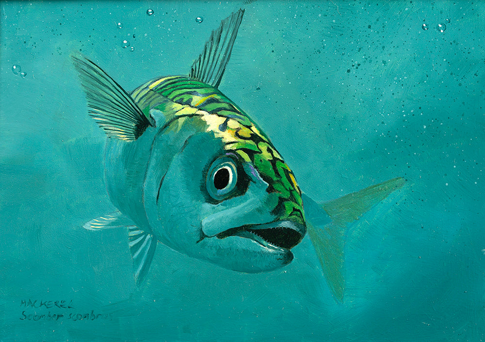Mackerel 2 Original Oil – David Miller Fish & Wildlife Art