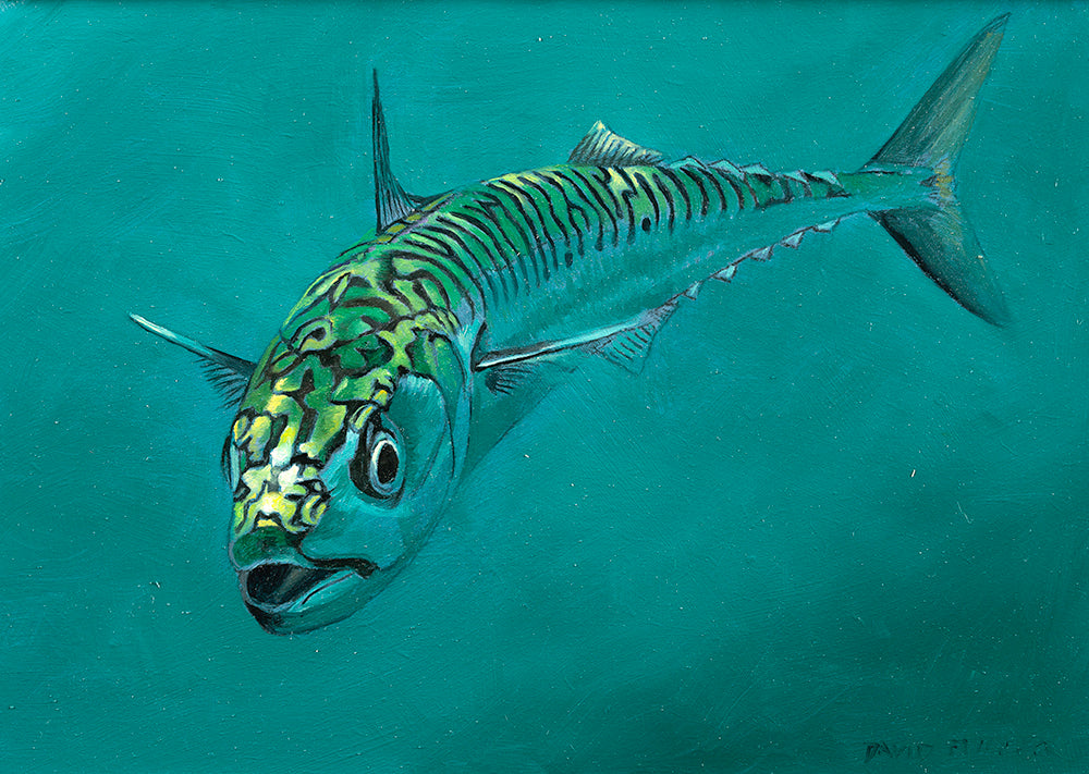 Mackerel 4 Original Oil – David Miller Fish & Wildlife Art