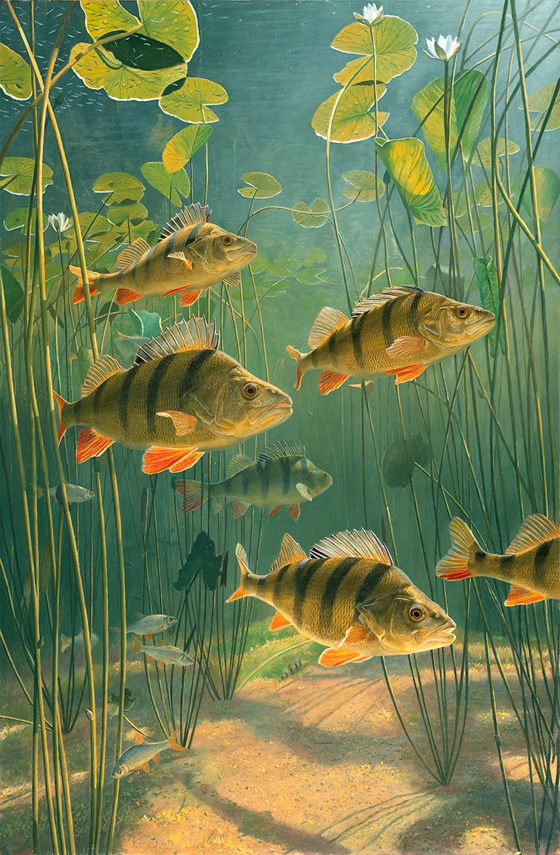 Morning Light, Perch and White Water Lilies | David Miller Art – David ...
