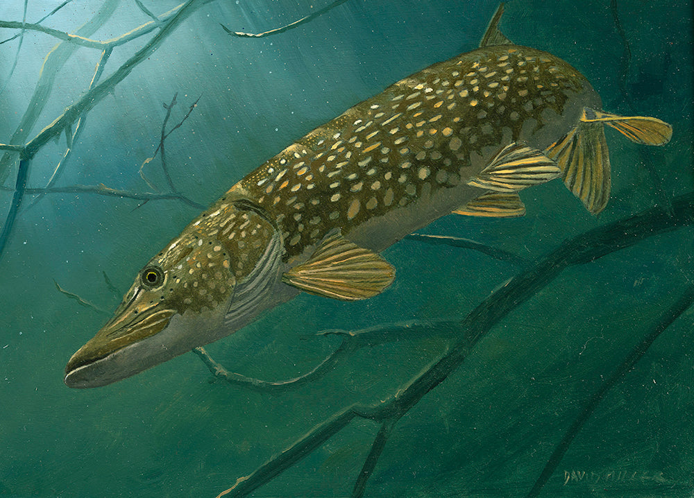 Pike 1 Original Oil – David Miller Fish & Wildlife Art