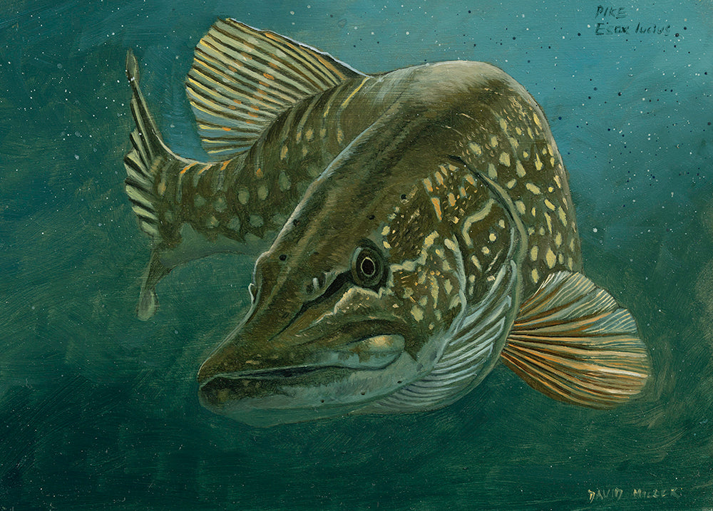 Pike 2 Original Oil – David Miller Fish & Wildlife Art