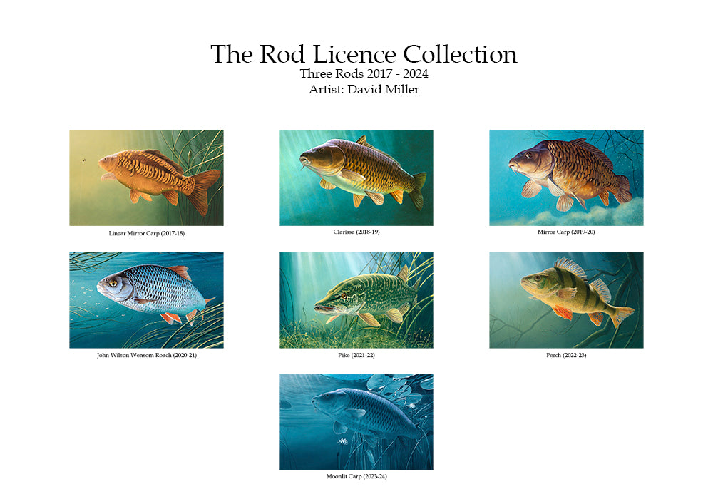 The Rod Licence Collection - Three Rod Coarse Fish | David Miller Art ...