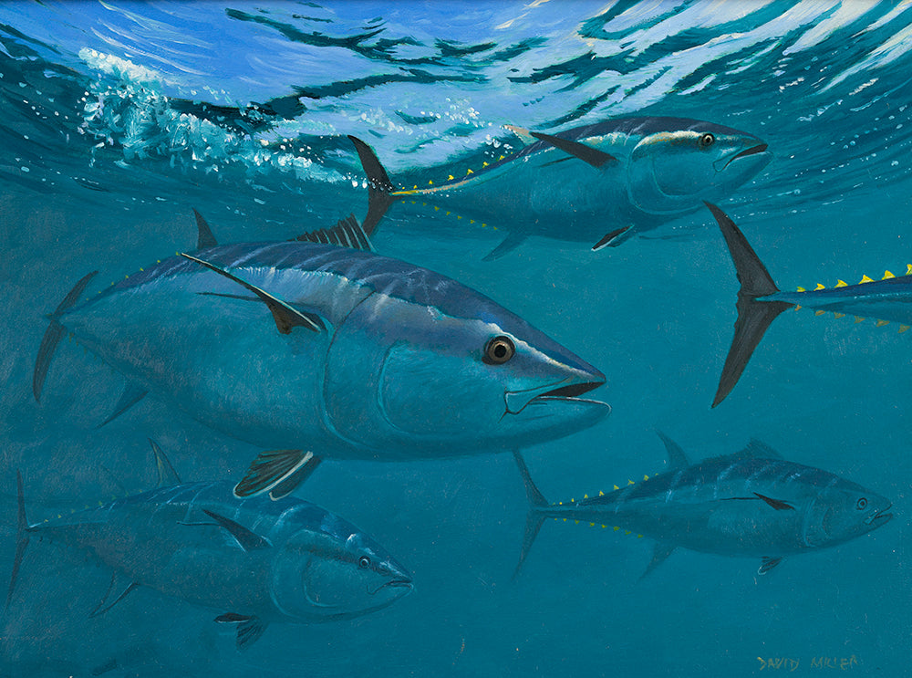 Bluefin Tuna Shoal Original Oil – David Miller Fish & Wildlife Art