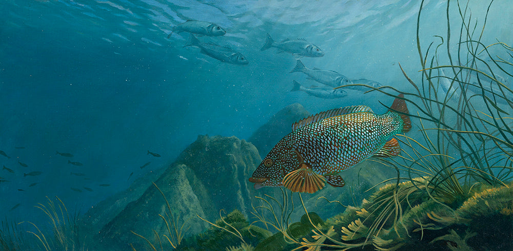 Pembrokeshire Reef, Wrasse, Bass & Pollock| David Miller Art – David ...