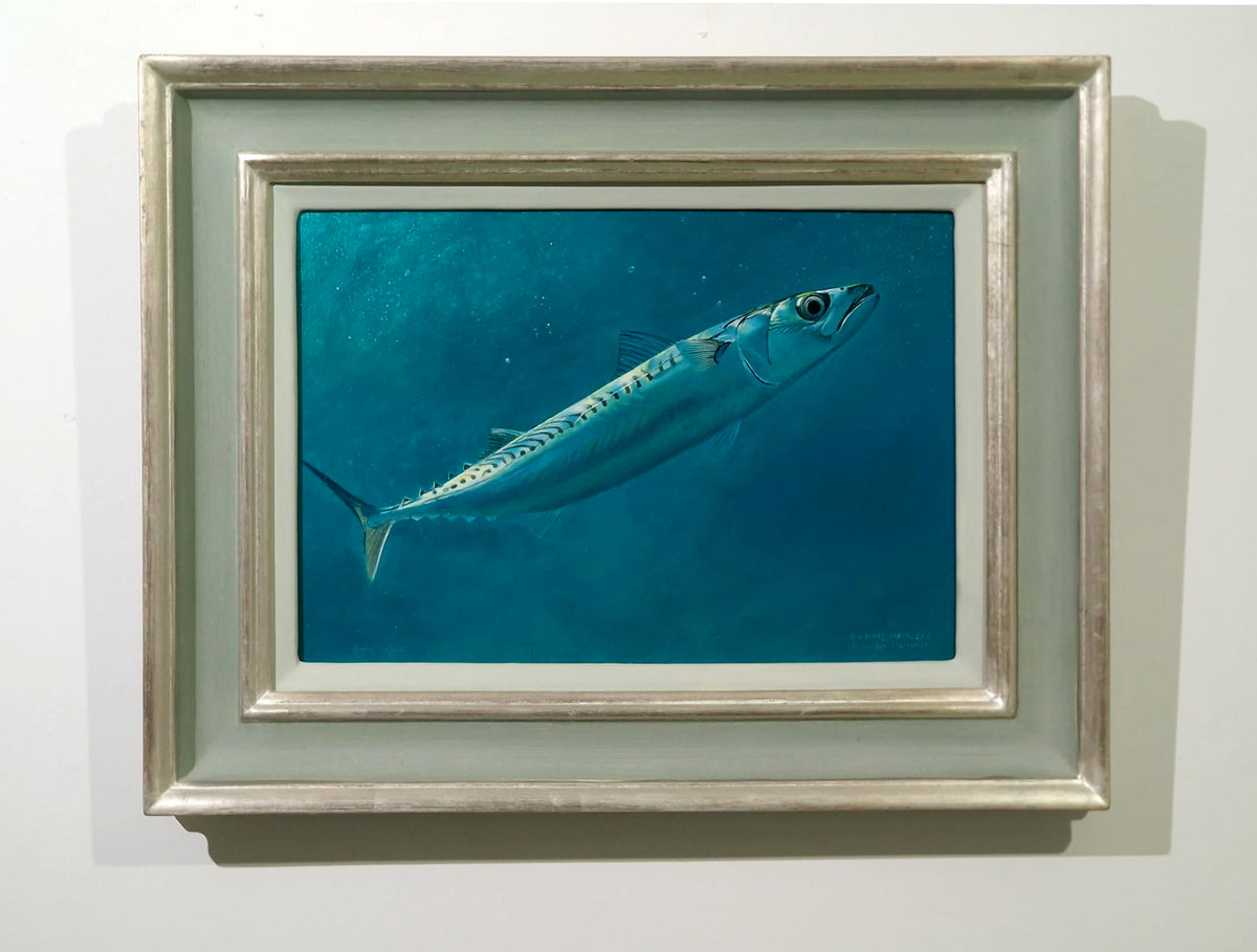 Mackerel Study II Original Oil | David Miller Art – David Miller Fish ...