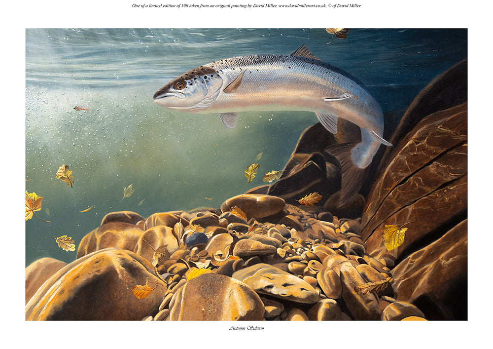 Autumn Salmon | David Miller Art – David Miller Fish & Wildlife Art