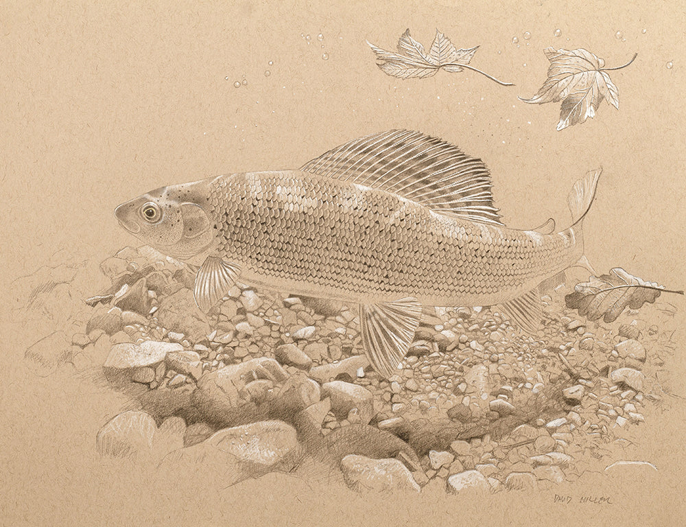 Autumn Grayling Study | David Miler Art – David Miller Fish & Wildlife Art