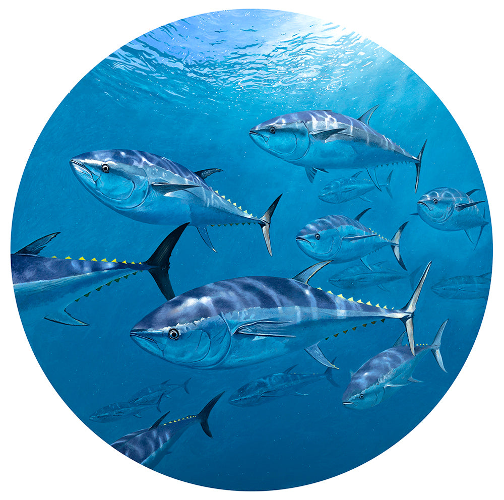 Blue Fin Tuna Fish Avid Angler Hauls In Enormous, 718 Pound Blue Fin