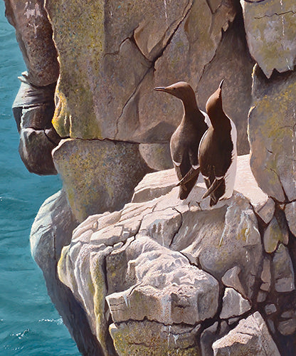 Courting Guillemots | David Miller Art – David Miller Fish & Wildlife Art