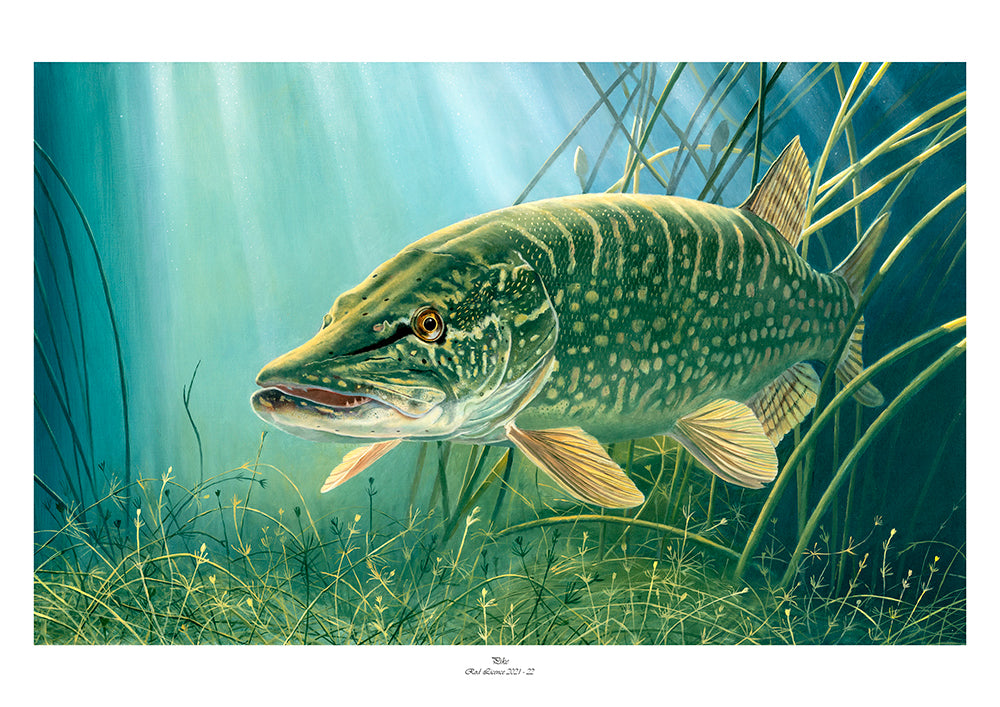 Rod Licence Pike | David Miller Art – David Miller Fish & Wildlife Art