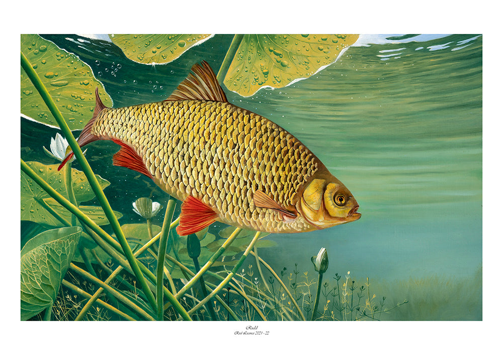 Rod Licence Rudd | David Miller Art – David Miller Fish & Wildlife Art