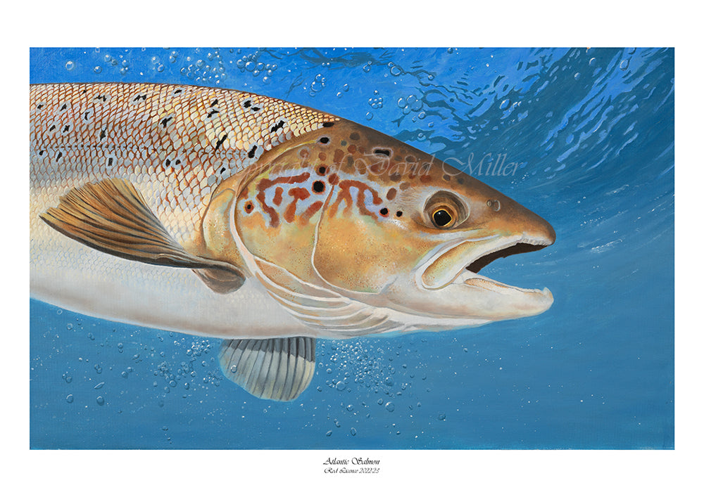 Atlantic Salmon Rod Licence 2022 | David Miller Art – David Miller Fish ...