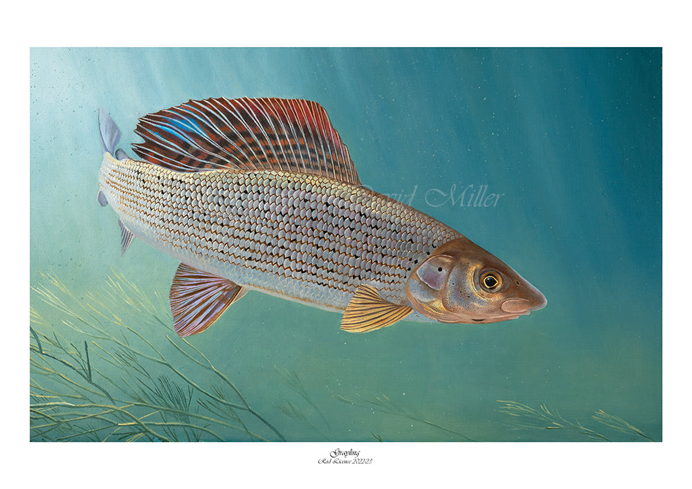 Grayling | David Miller Art – David Miller Fish & Wildlife Art