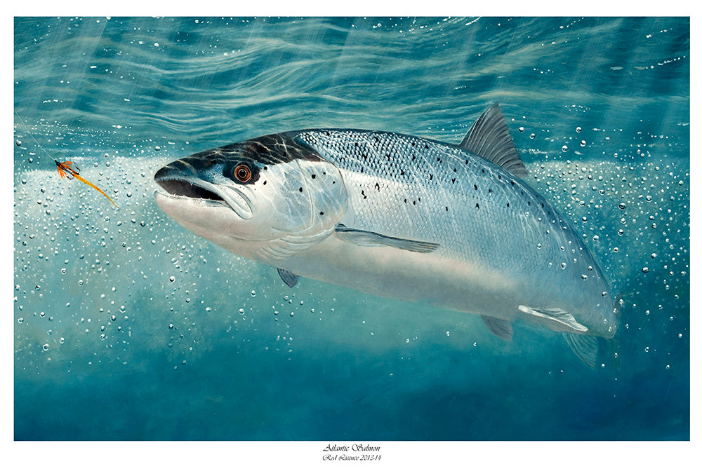 Rod Licence Atlantic Salmon 2013 | David Miller Art – David Miller Fish ...