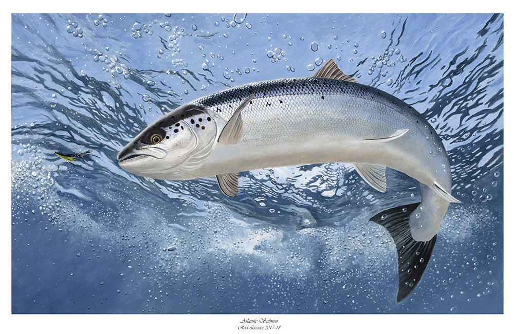 Rod Licence Atlantic Salmon 2017 | David Miller Art – David Miller Fish ...