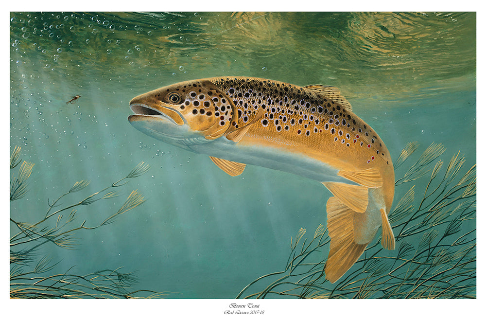 Brown Trout | David Miller Art – David Miller Fish & Wildlife Art