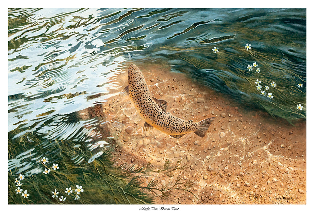 Mayfly Time, Brown Trout – David Miller Fish & Wildlife Art