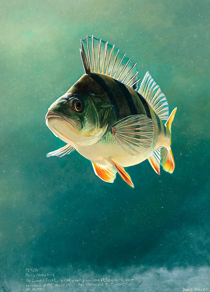 Perch Study III – David Miller Fish & Wildlife Art