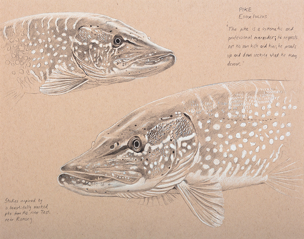 Pike Studies 2 | David Miller Art – David Miller Fish & Wildlife Art