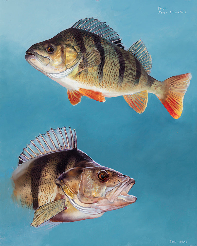 Perch Studies – David Miller Fish & Wildlife Art