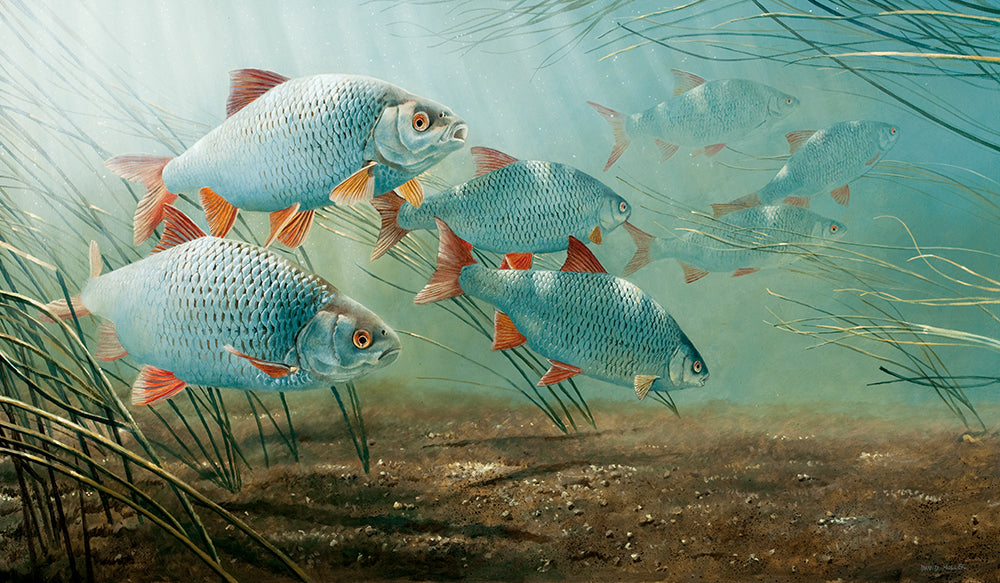 Freshwater Fish Art Freshwater Angelfish Greeting Card By Hailey E