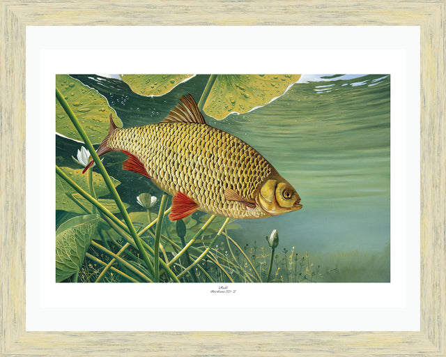Rod Licence Rudd | David Miller Art – David Miller Fish & Wildlife Art