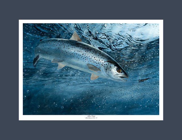 EA Sea Trout 2016-17 – David Miller Fish & Wildlife Art
