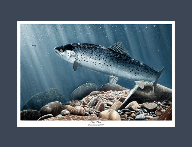 Sea Trout | David Miller Art – David Miller Fish & Wildlife Art