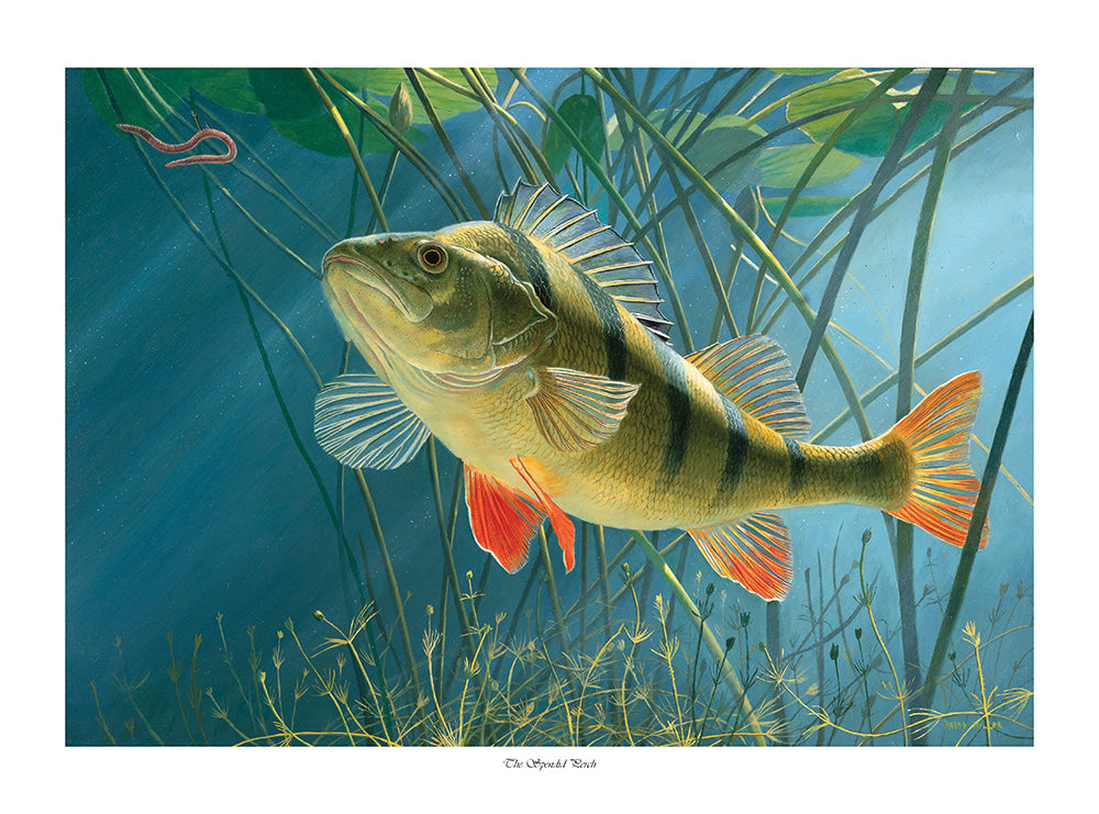 The Splendid Perch | David Miller Art – David Miller Fish & Wildlife Art