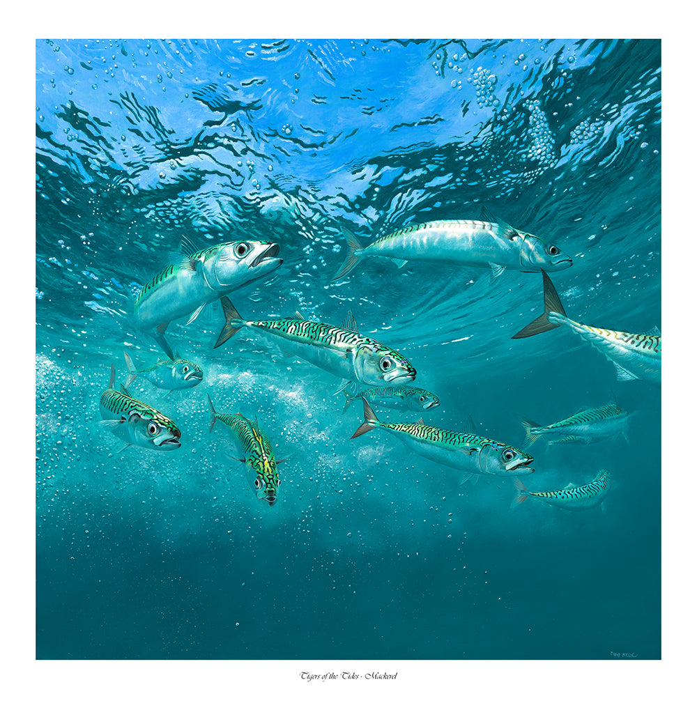 Tigers of the Tides - Mackerel | David Miller Art – David Miller Fish ...