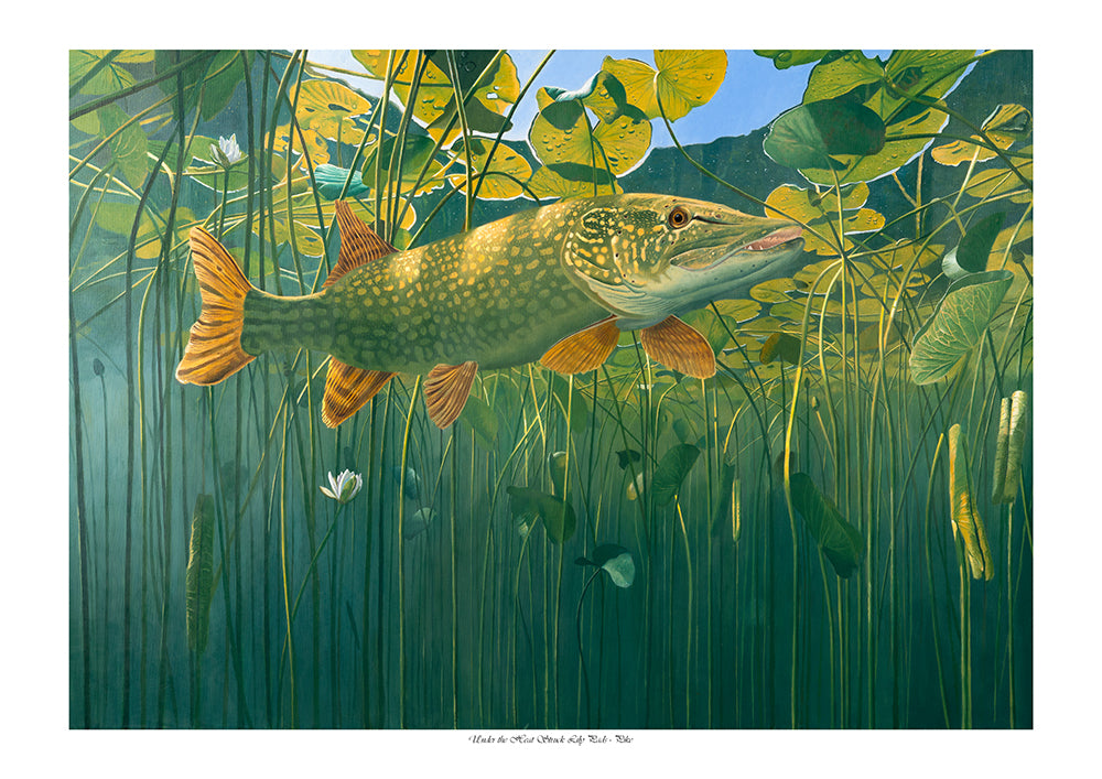 Under the Heat Struck Lily Pads | David Miller Art – David Miller Fish ...