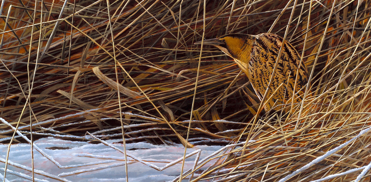 Winter Bittern – David Miller Fish & Wildlife Art