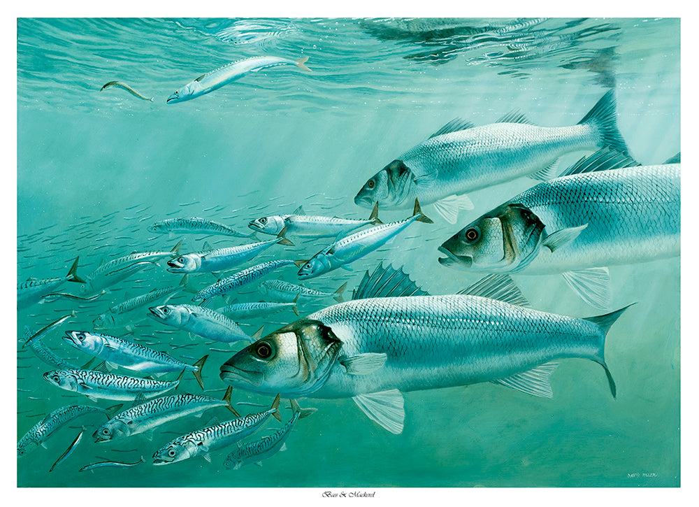 Bass, Mackerel and Sand-eels | David Miller Art – David Miller Fish ...