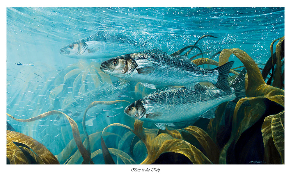 Bass in the Kelp | David Miller Art – David Miller Fish & Wildlife Art