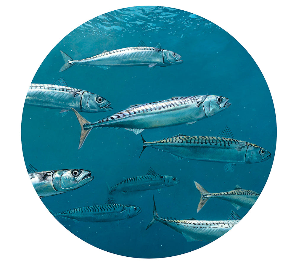 Blue Planet Series - Mackerel I – David Miller Fish & Wildlife Art