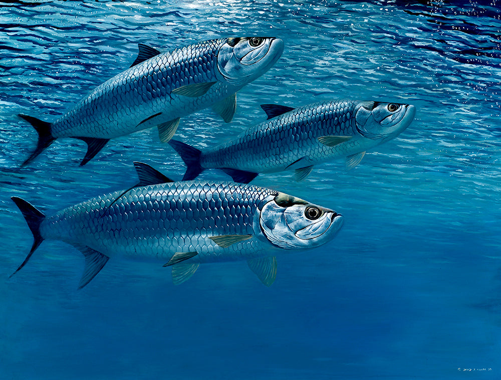 Tarpon Illustration 27 Tarpon Ideas | Fish Art, Fish Artwork, Tarpon