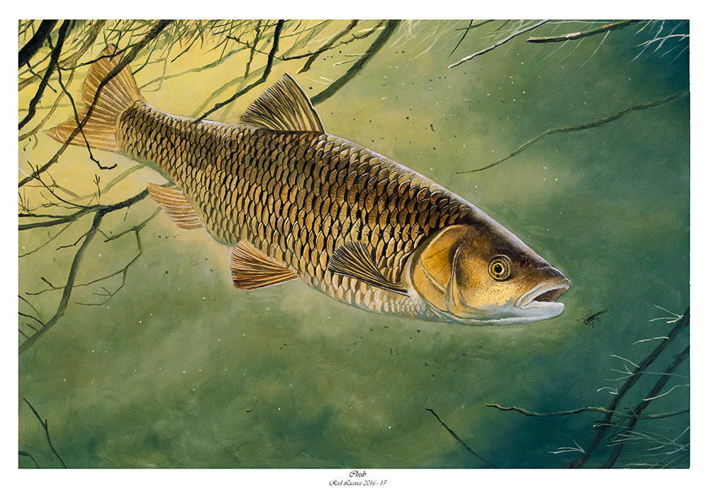 Chub | David Miller Art – David Miller Fish & Wildlife Art
