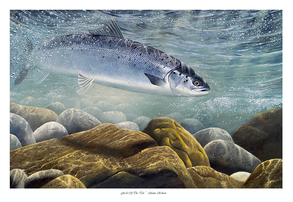Fresh Off the Tide – David Miller Fish & Wildlife Art