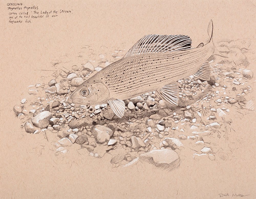 Grayling Study I – David Miller Fish & Wildlife Art