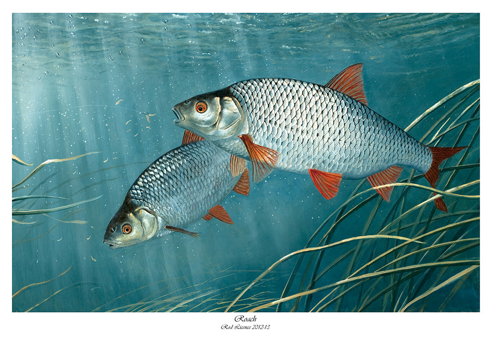 Roach | David Miller Art – David Miller Fish & Wildlife Art